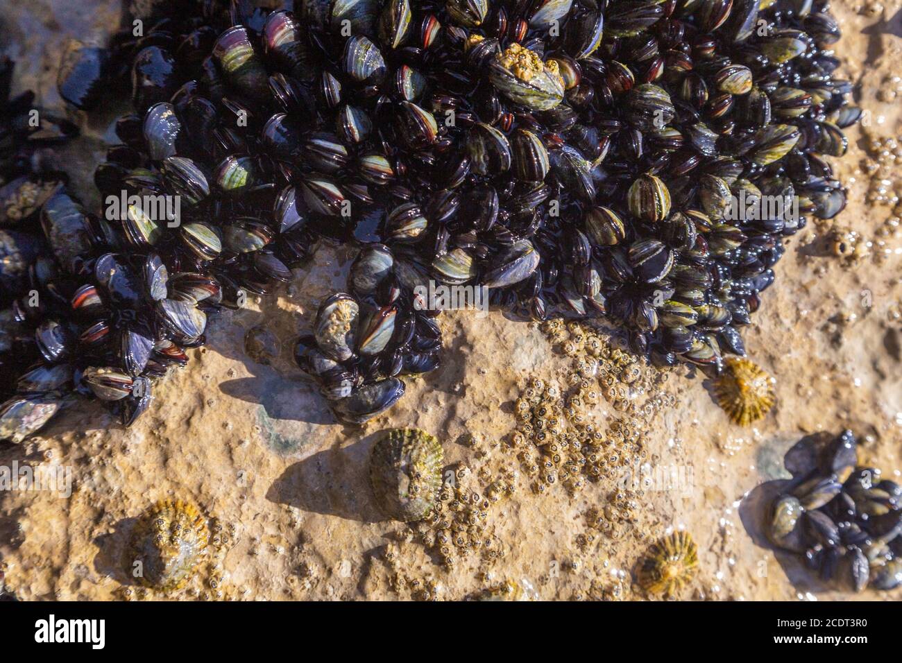 A colony of small live mussels on rocks on the ocean. in water Stock ...
