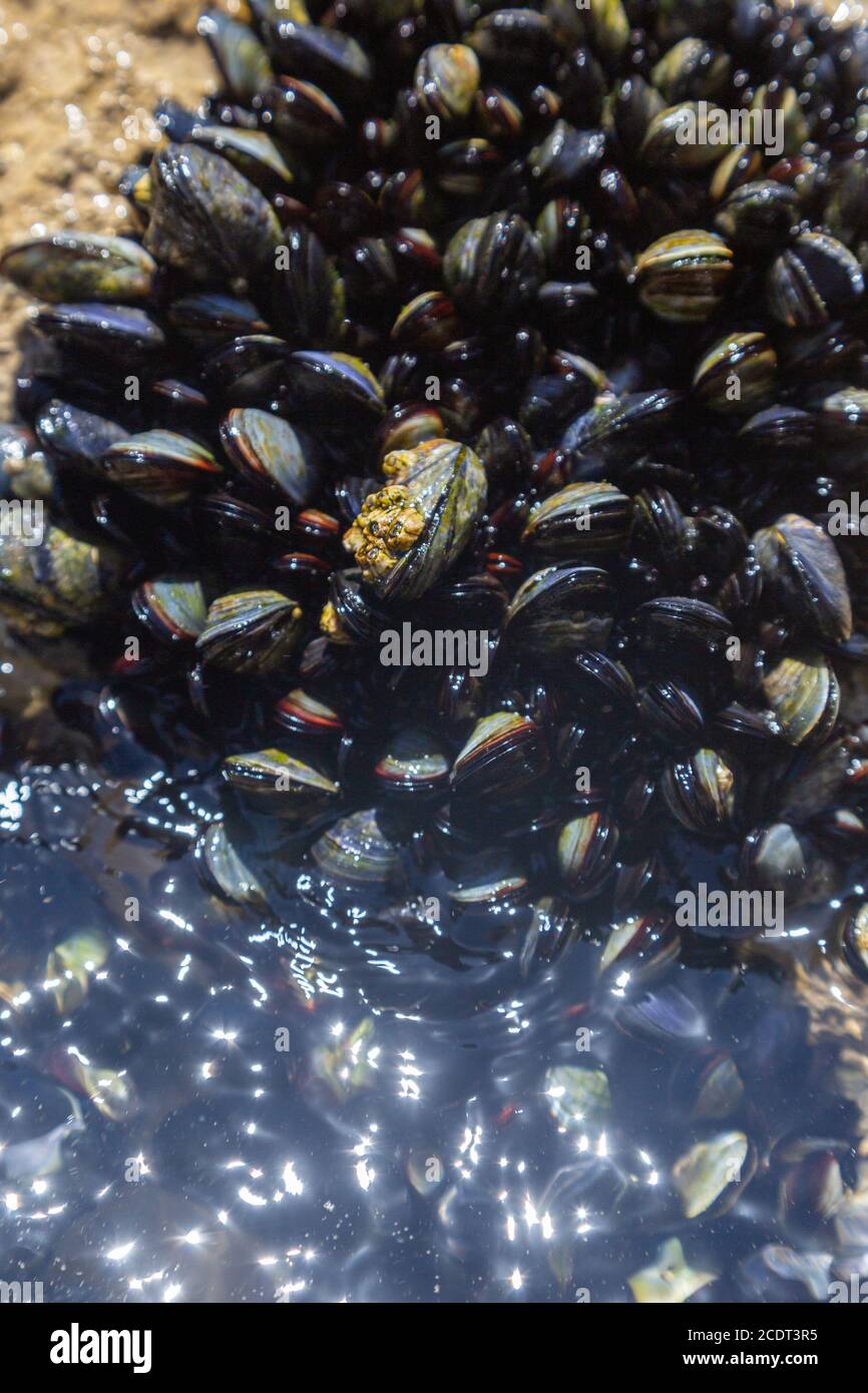 A colony of small live mussels on rocks on the ocean. in water Stock ...