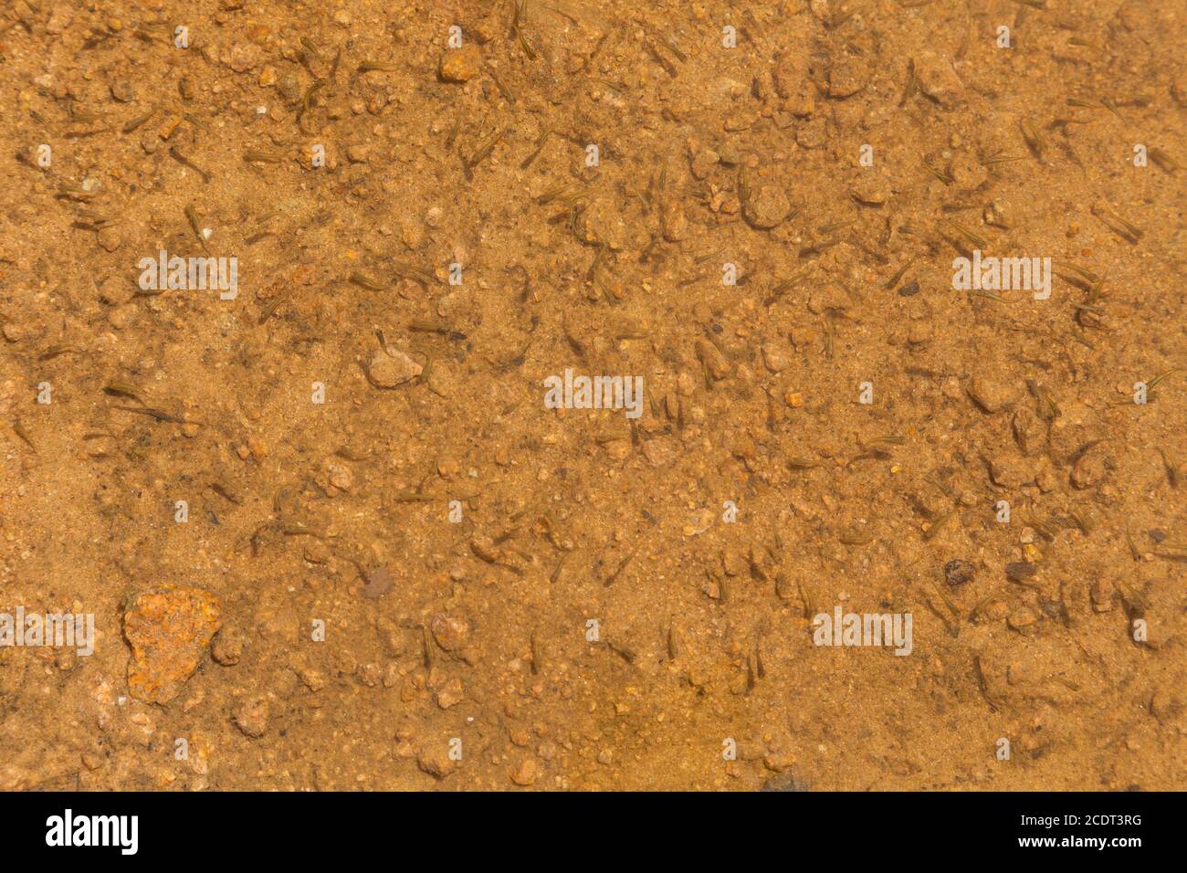 Young fingerling fish in clear water against the yellow bottom Stock ...