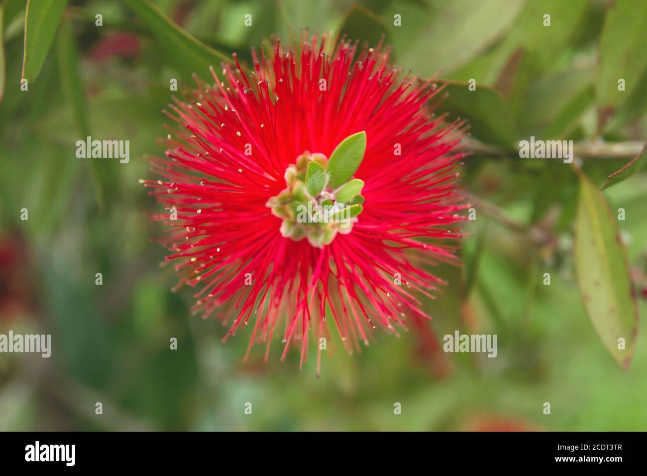 Persian silk tree red flowers Stock Photo - Alamy