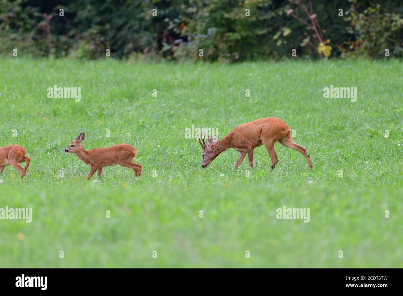 A roe deer with antlers in a rut with family walks through a meadow ...