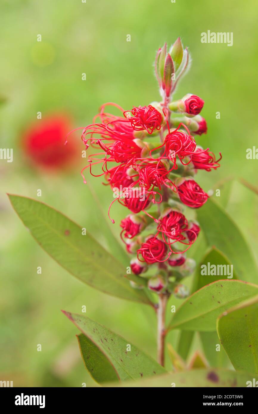 Mimosa Pudica Seeds High Resolution Stock Photography and Images - Alamy