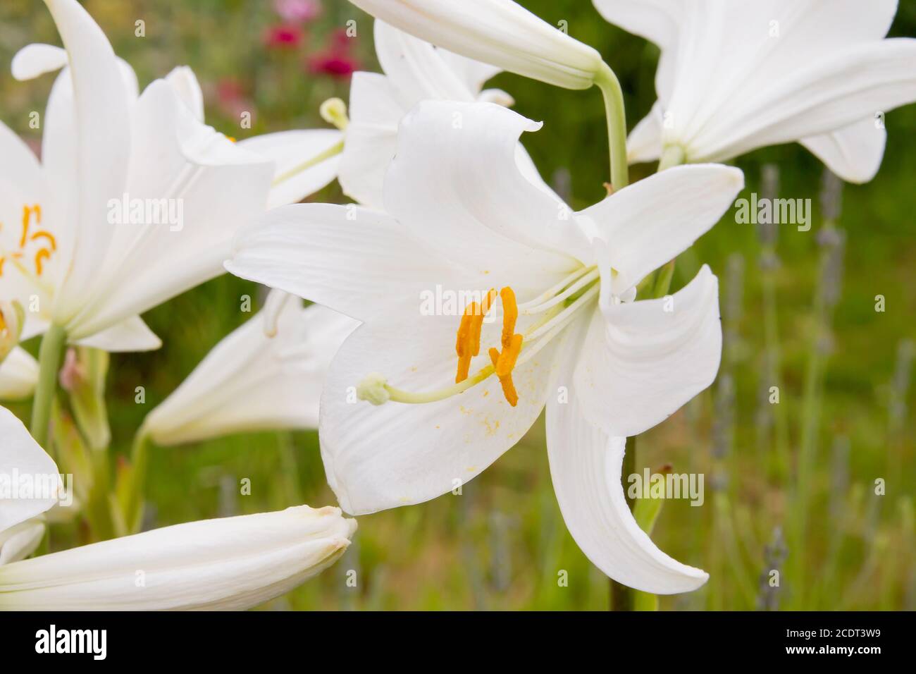Madonna lily bulb hi-res stock photography and images - Alamy