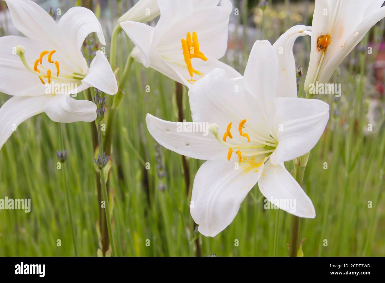 Madonna lily bulb hi-res stock photography and images - Alamy