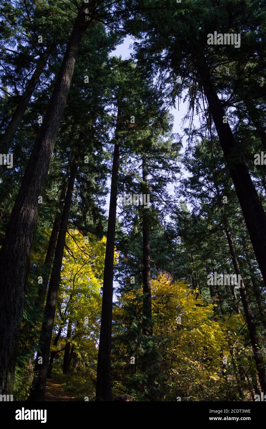 Pine Trees and Broadleaves with Colorful Foliage at Westmoreland Park ...