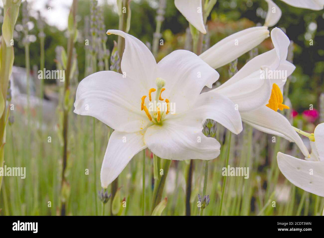 Madonna lily bulb hi-res stock photography and images - Alamy