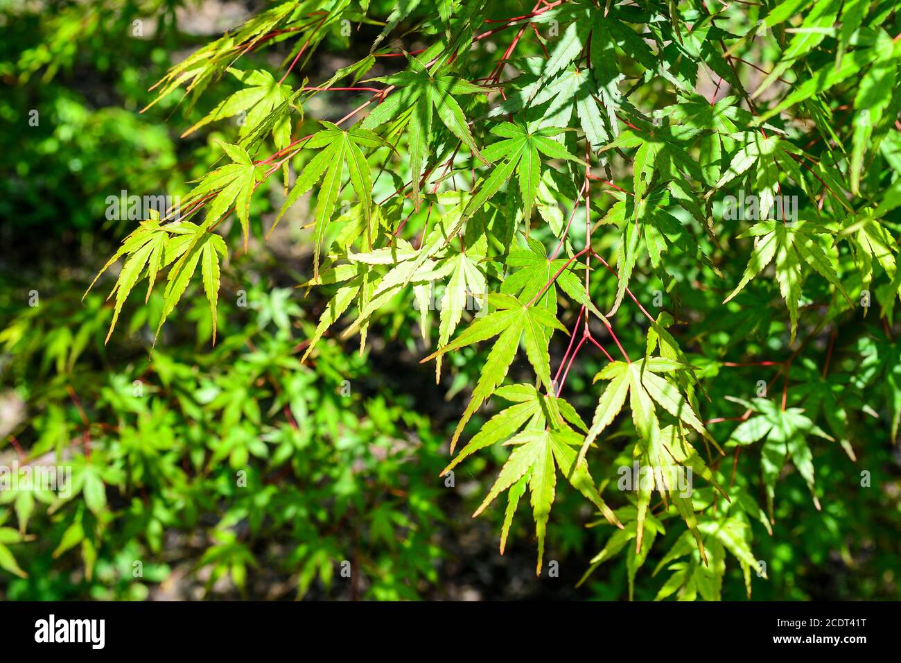 Deciduous holly hi-res stock photography and images - Alamy