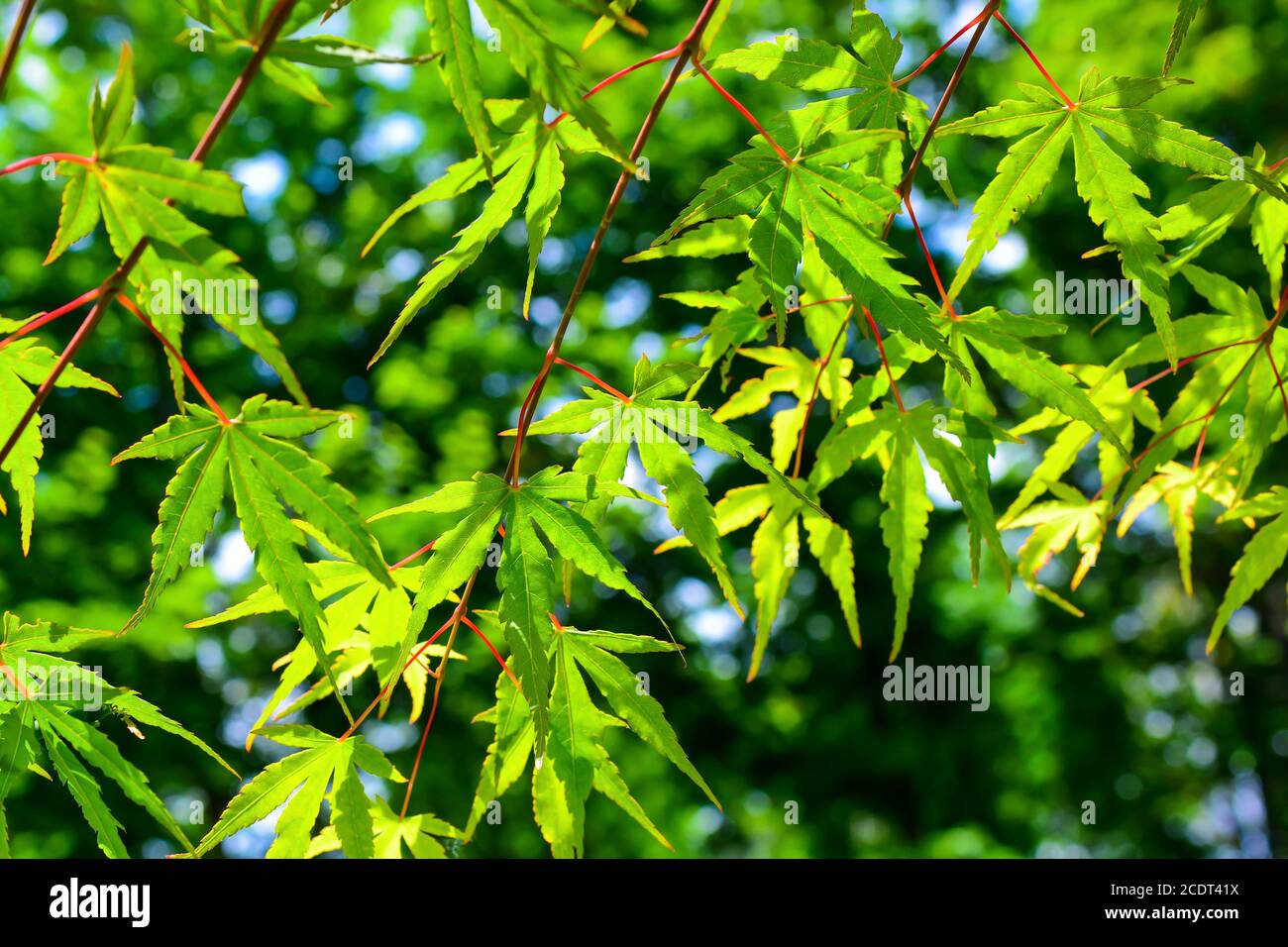 Young maple foliage natural background, Deciduous deciduous tree branch ...