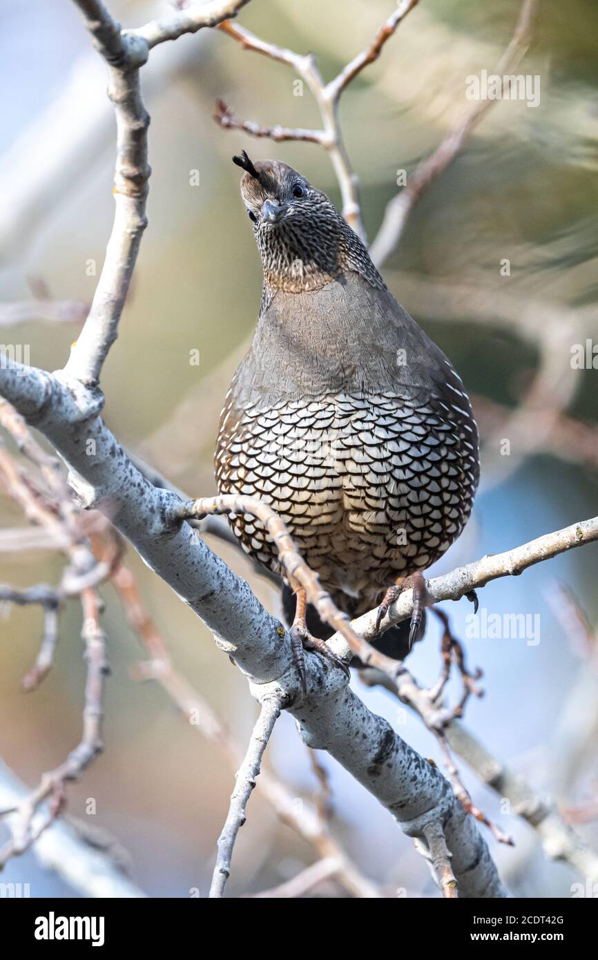 Female California Quail (Callipepla californica Stock Photo - Alamy
