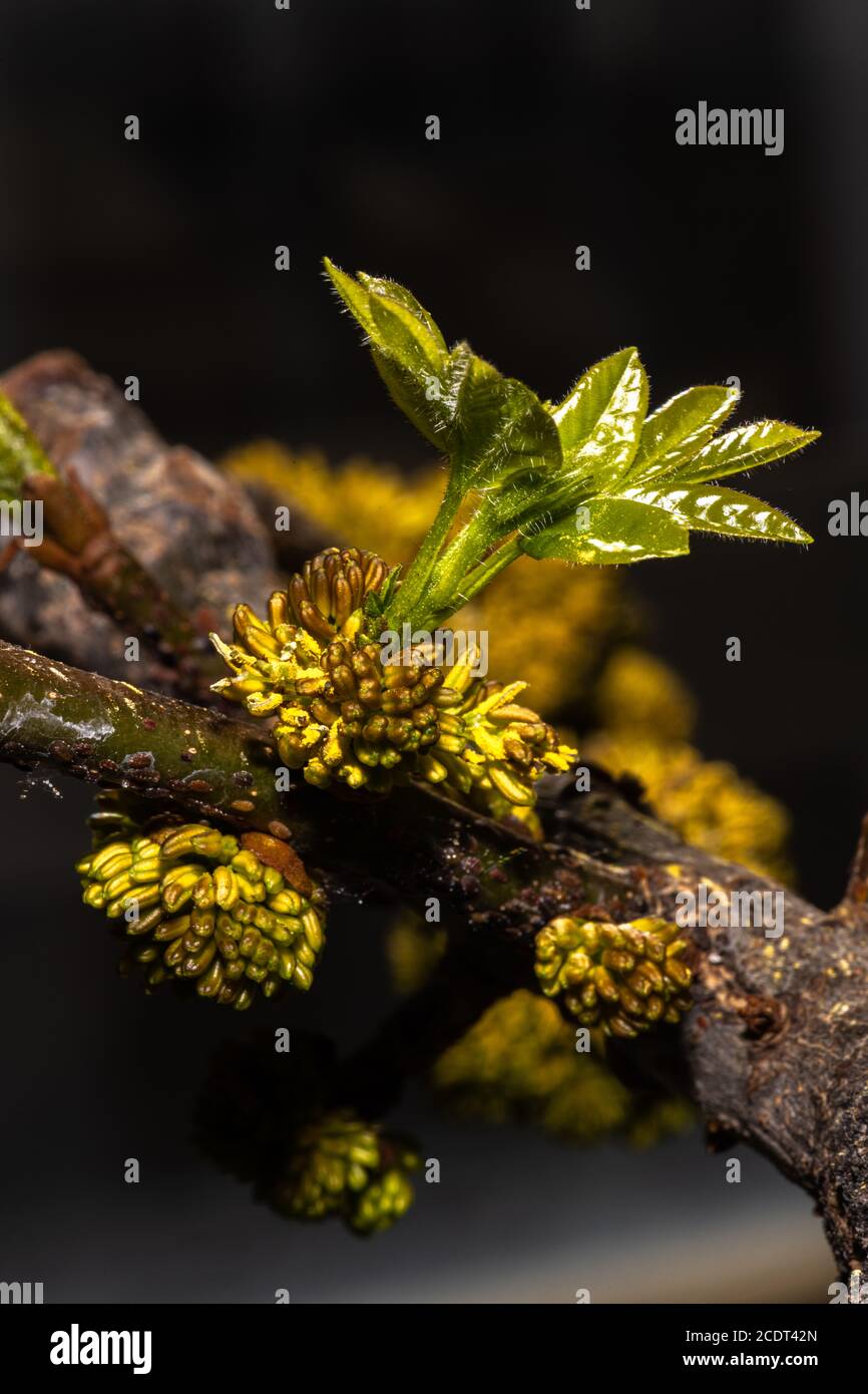 Flowering Oregon Ash (Fraxinus latifolia Stock Photo - Alamy