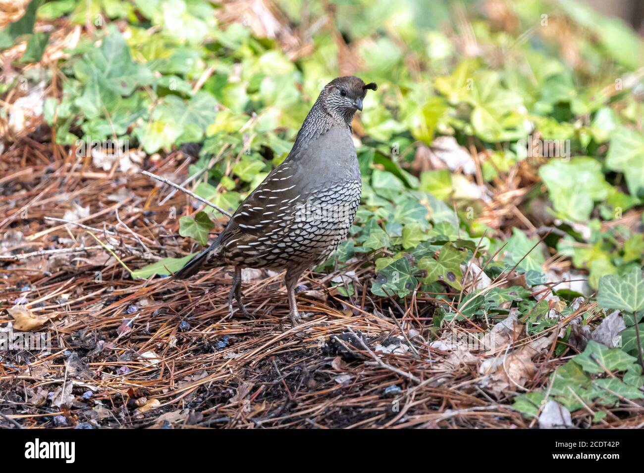 Female California Quail (Callipepla californica Stock Photo - Alamy