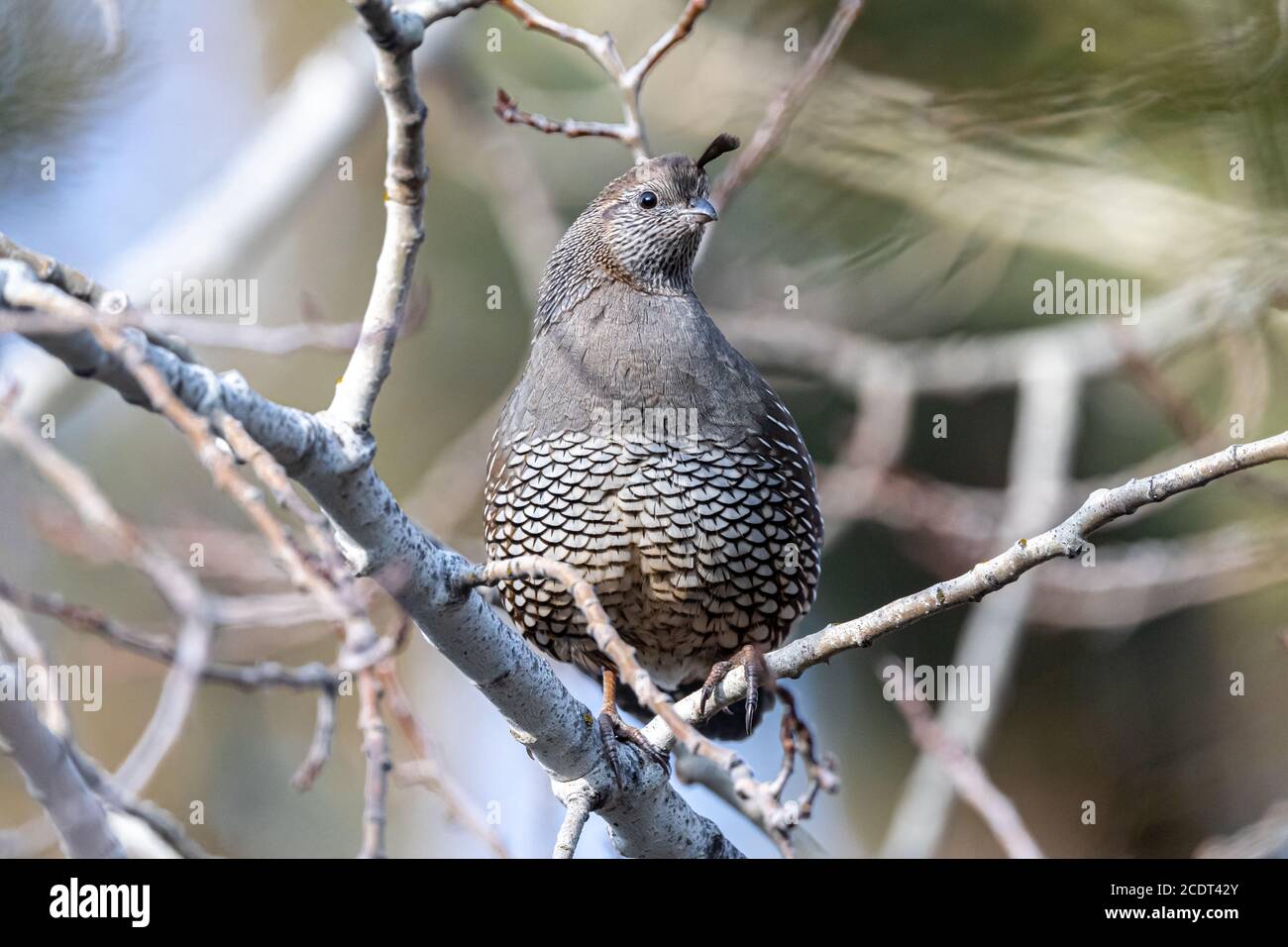 California quail white background hi-res stock photography and images ...