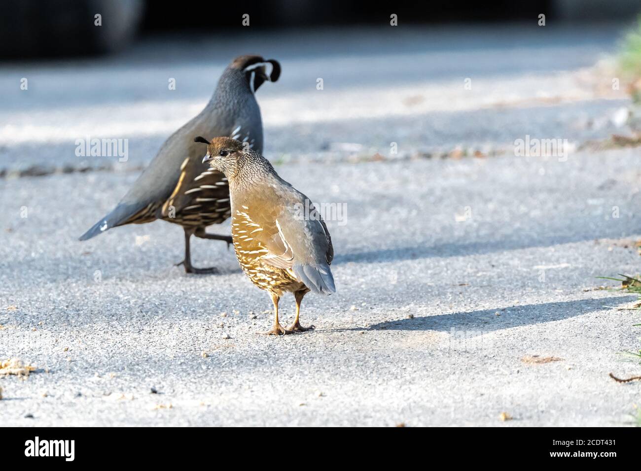 Male and Female California Quail (Callipepla californica Stock Photo ...