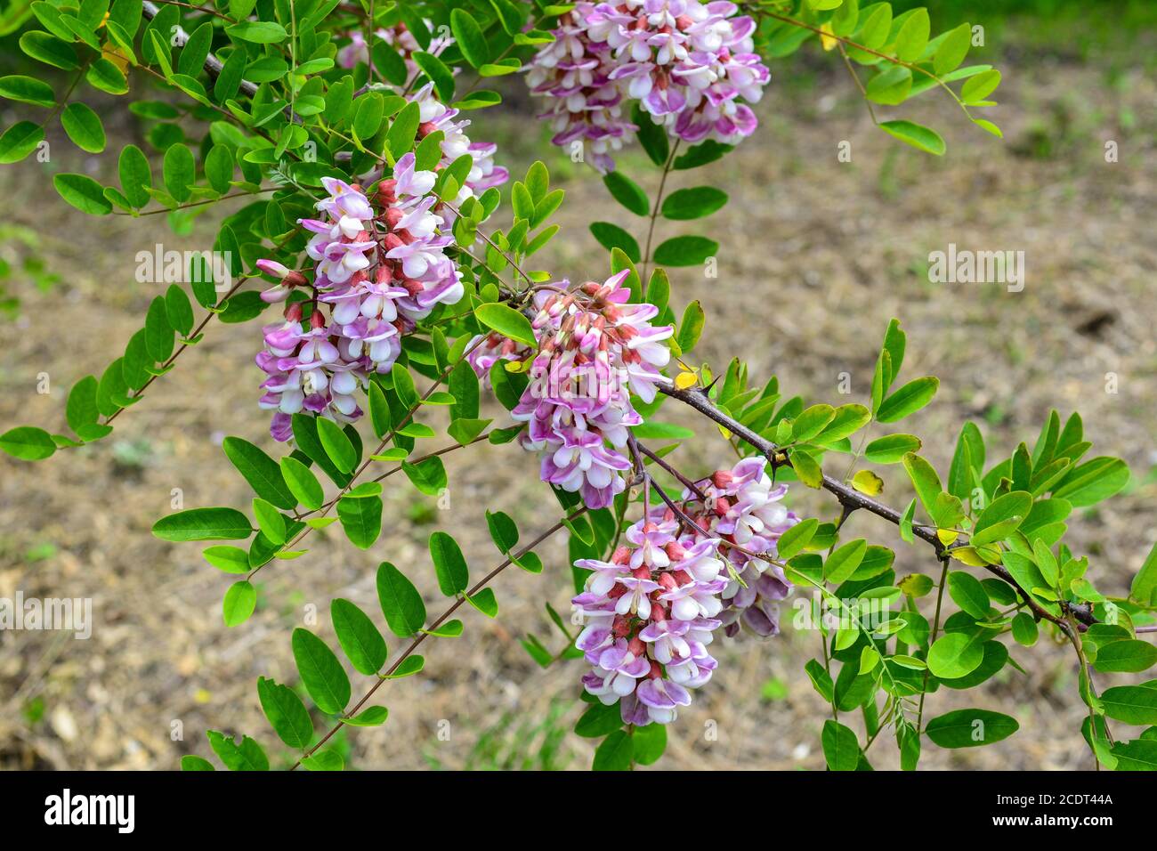 Acacia blossom hi-res stock photography and images - Alamy
