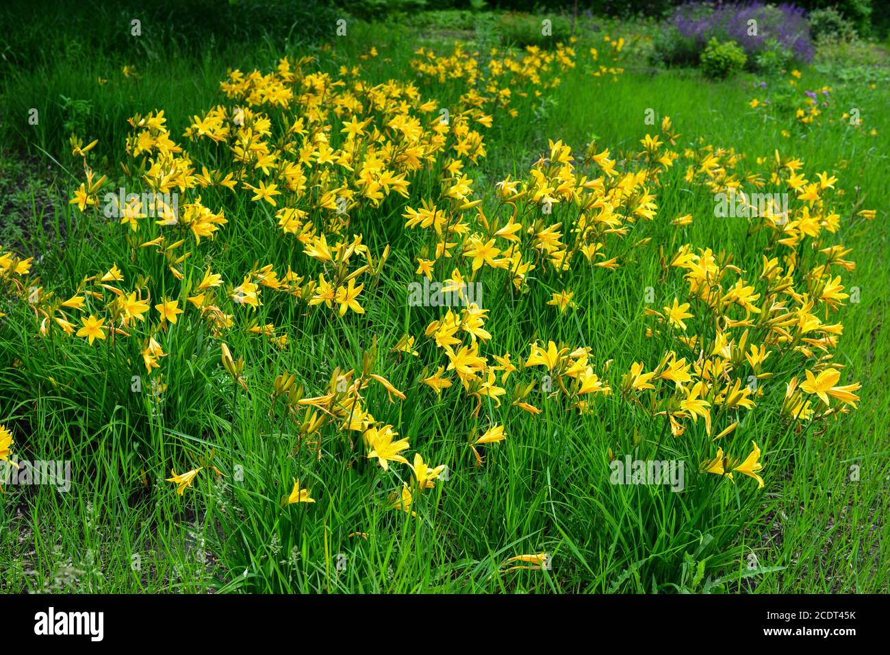 Lilium yellow county hi-res stock photography and images - Alamy