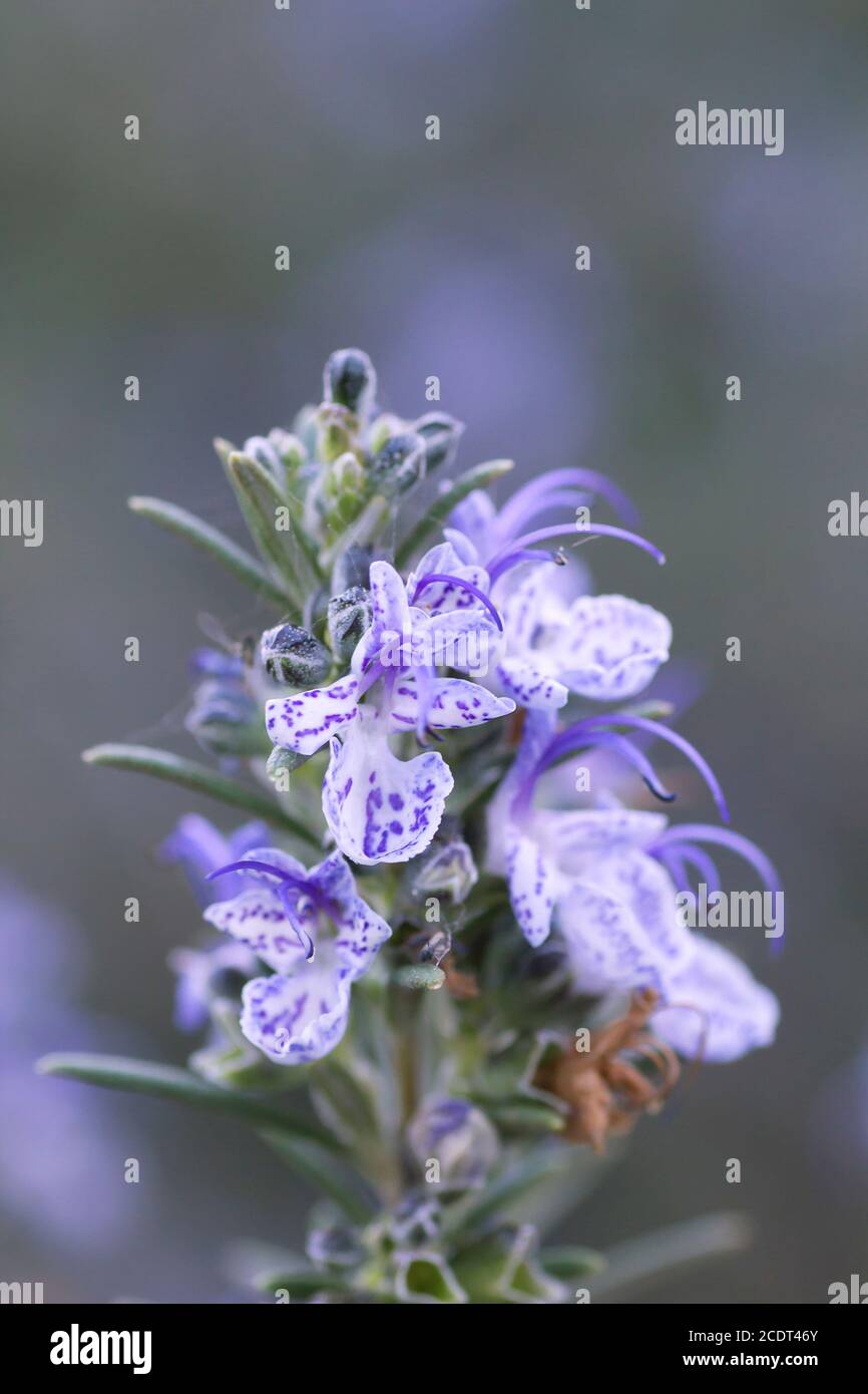 Pink rosemary herb hi-res stock photography and images - Alamy