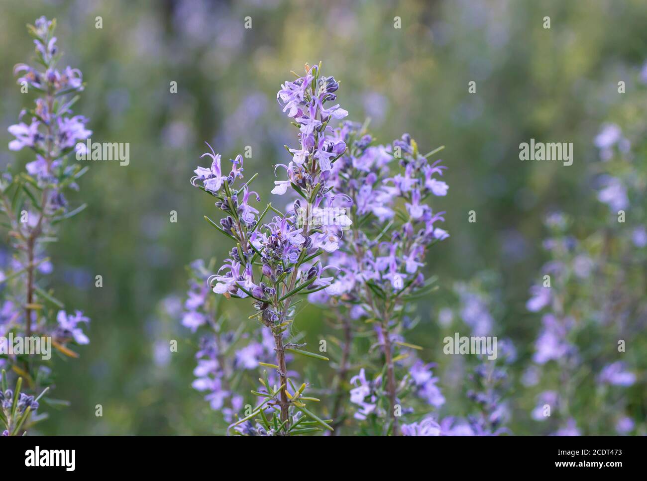 Rosemary plant detail in spring hi-res stock photography and images - Alamy