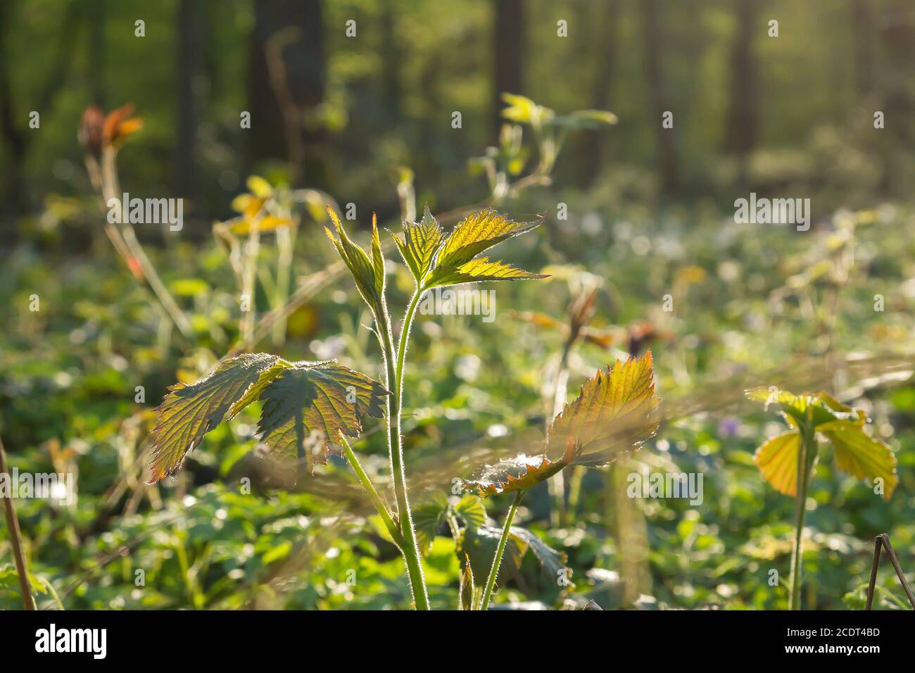 Spring spouts in the forest Stock Photo - Alamy