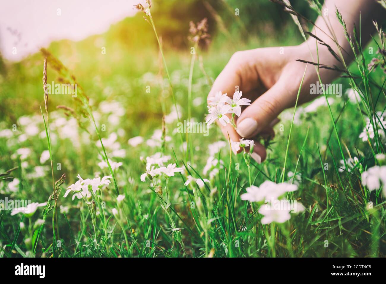 Girl picking up flowers hi-res stock photography and images - Alamy