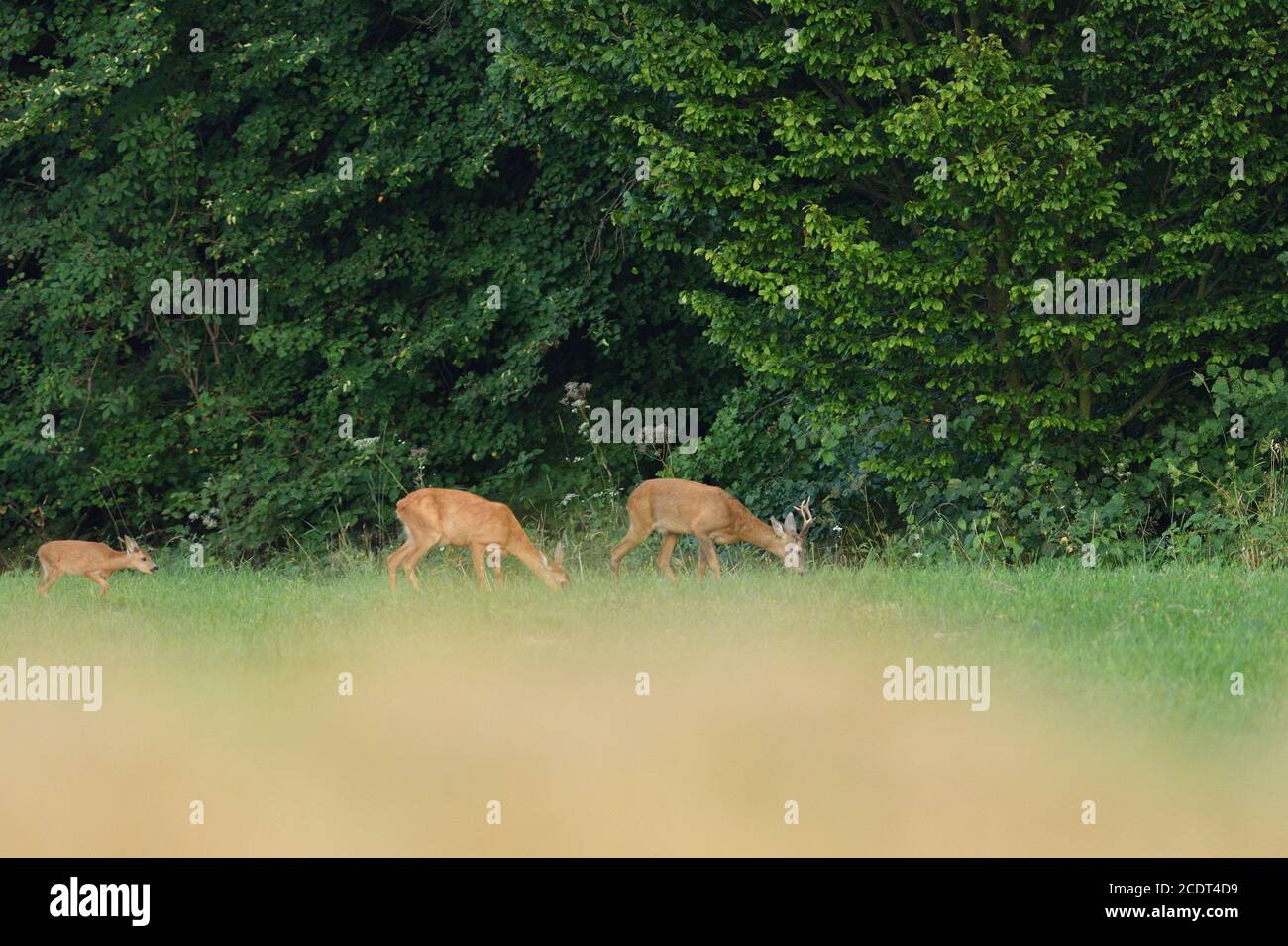 A roe deer with antlers in a rut with family walks through a meadow ...