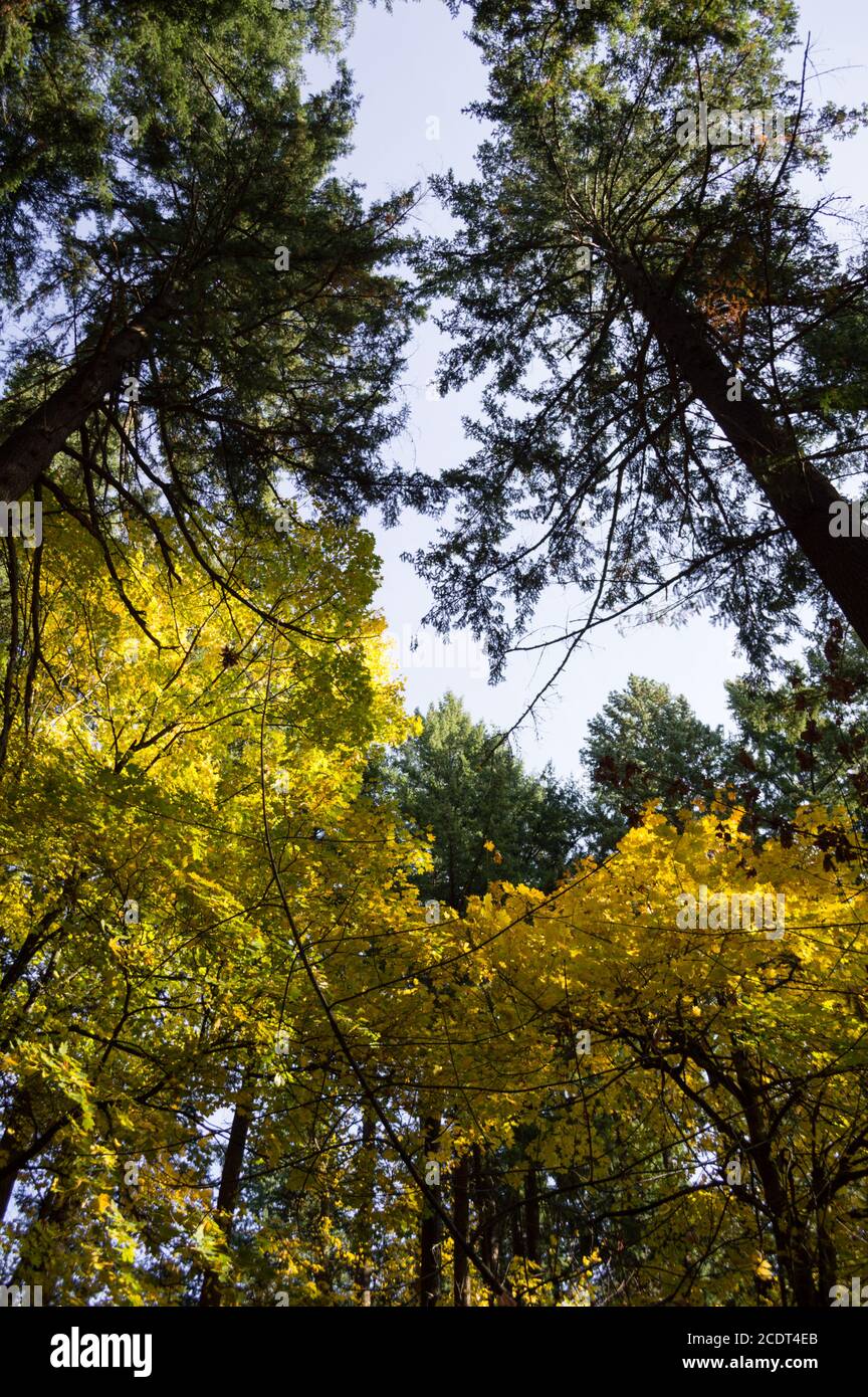 Pine Trees and Broadleaves with Colorful Foliage at Westmoreland Park ...