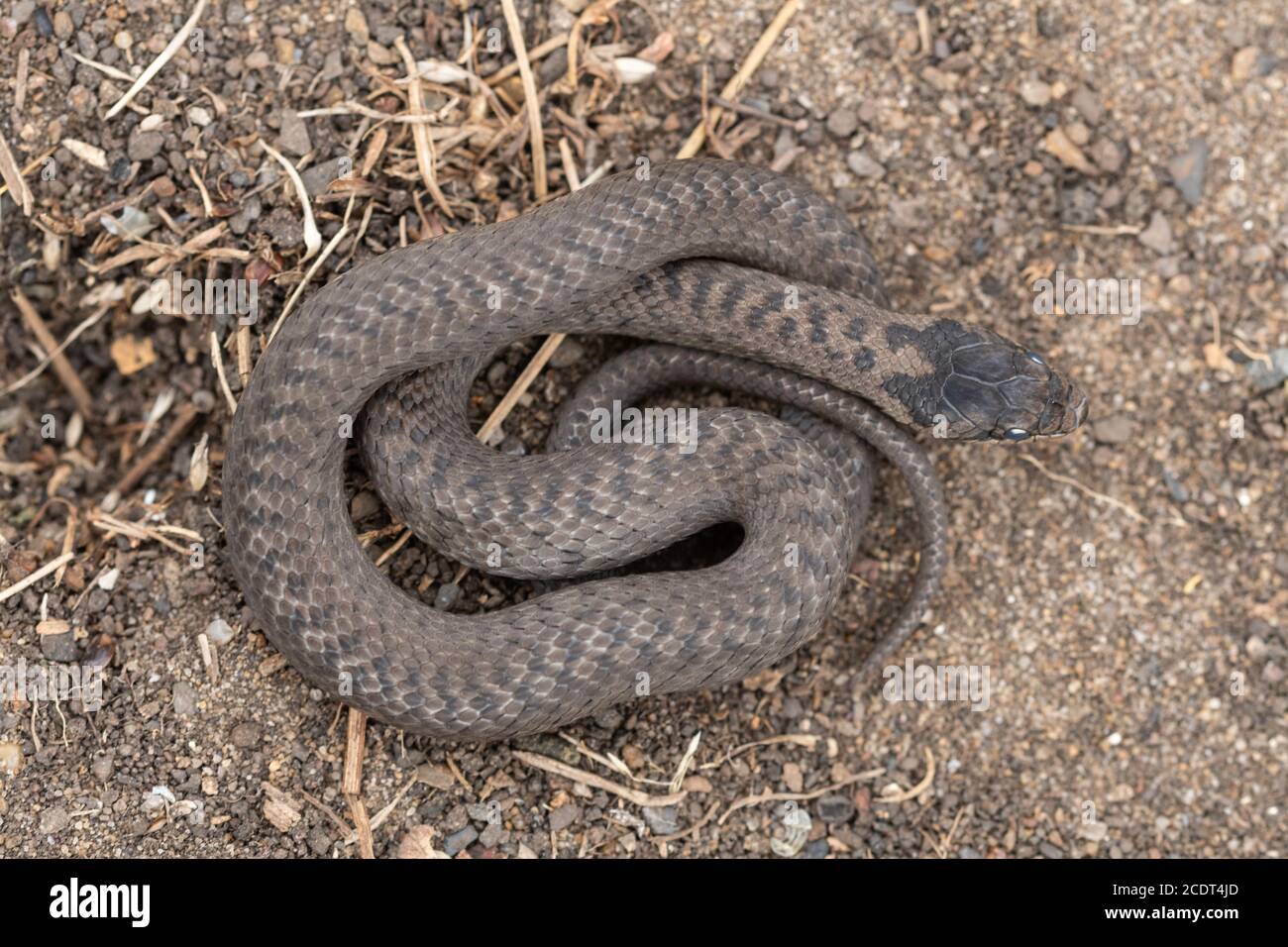 Smooth snake hi-res stock photography and images - Alamy