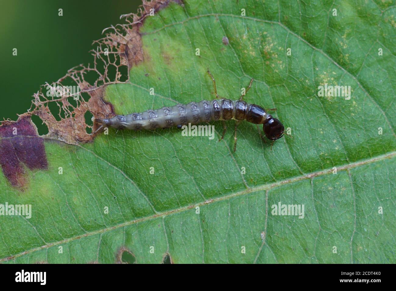 A larva of a ground beetle or of a rove beetle in a Dutch garden ...