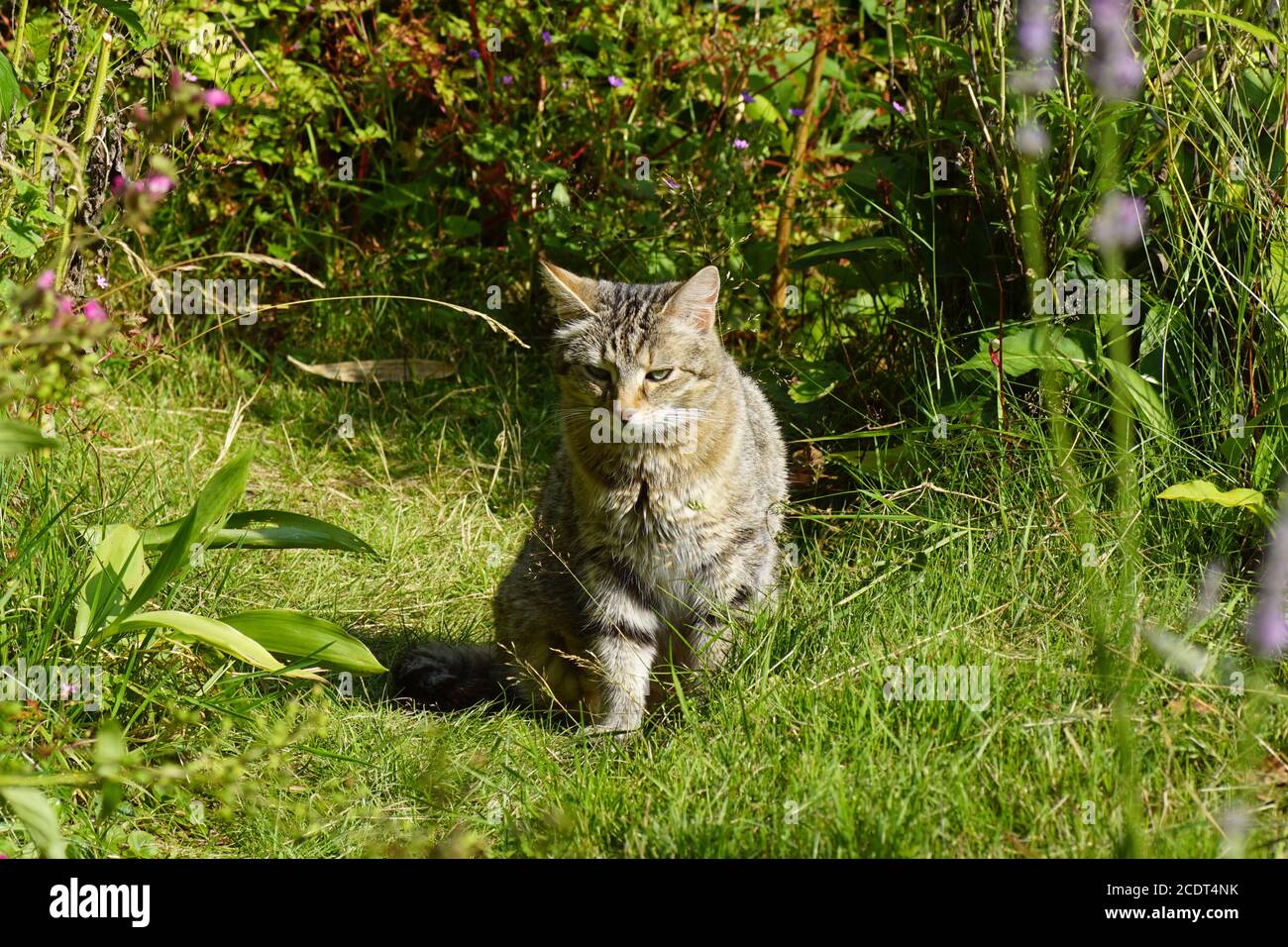 Cat in the sun in a Dutch garden in the summer. Netherlands Stock Photo ...