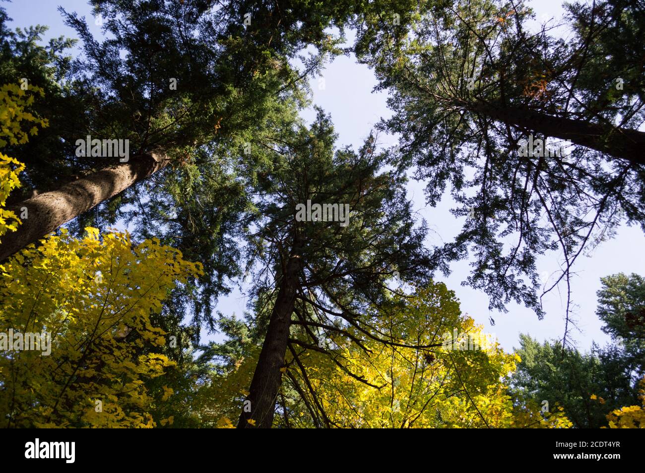 Pine Trees and Broadleaves with Colorful Foliage at Westmoreland Park ...
