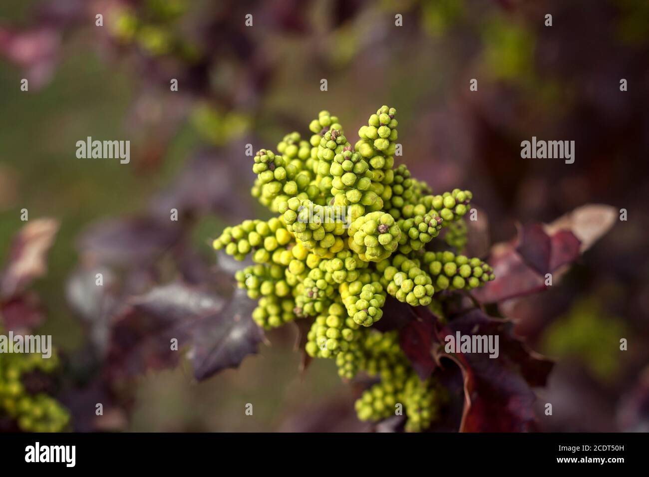 Oregon grape flowers hi-res stock photography and images - Alamy