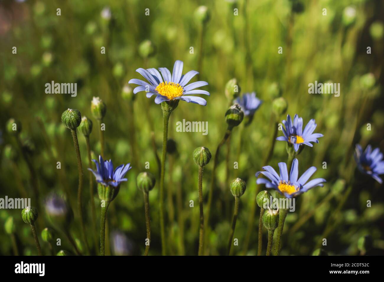 Felicia ‘magic blue daisy’ hi-res stock photography and images - Alamy
