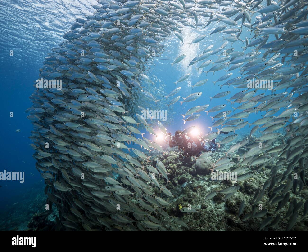 Bait ball hi-res stock photography and images - Alamy