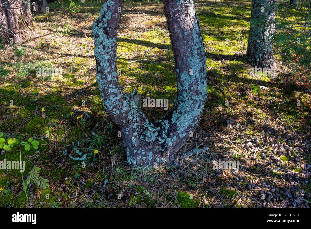 Forked tree trunk forest hi-res stock photography and images - Alamy