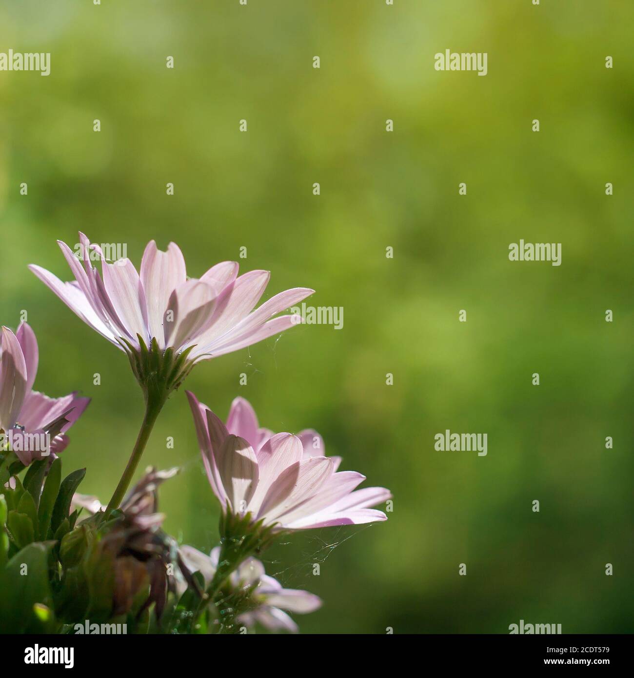 Pink daisy flowers Stock Photo - Alamy