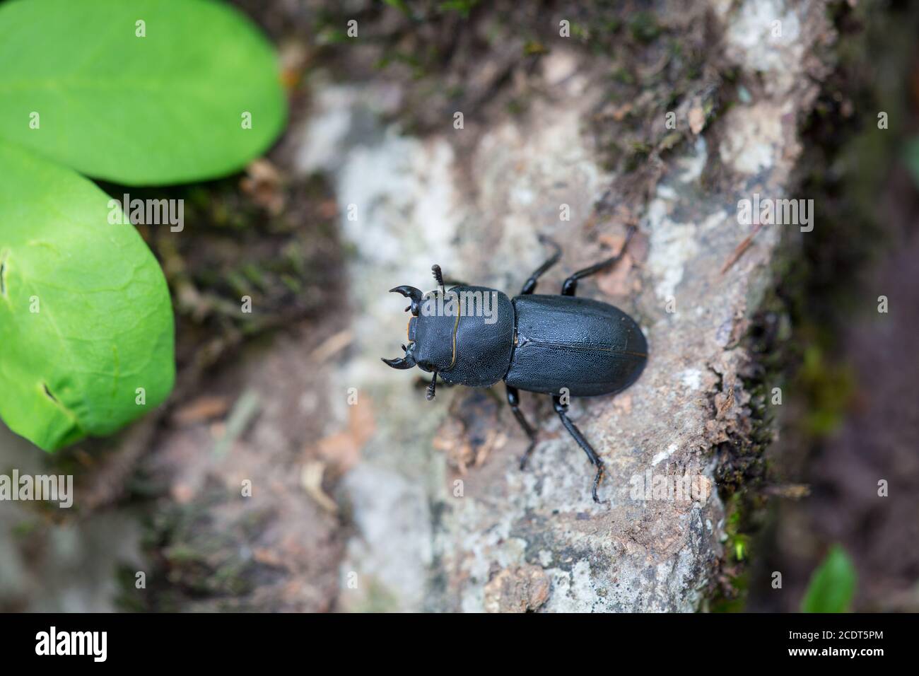 Male lesser stag beetle in defense position Stock Photo - Alamy