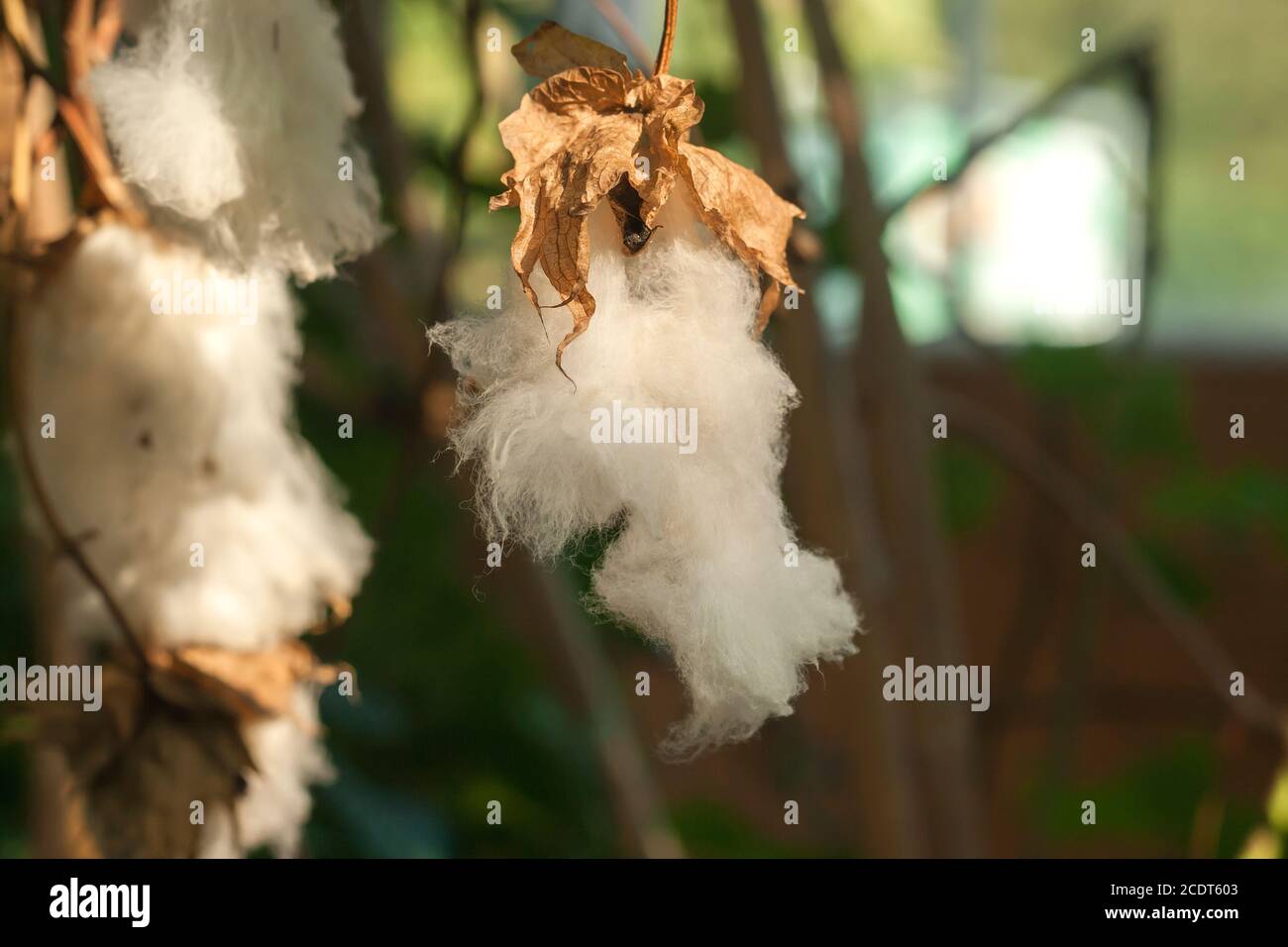Cotton plant ready for harvest Stock Photo - Alamy
