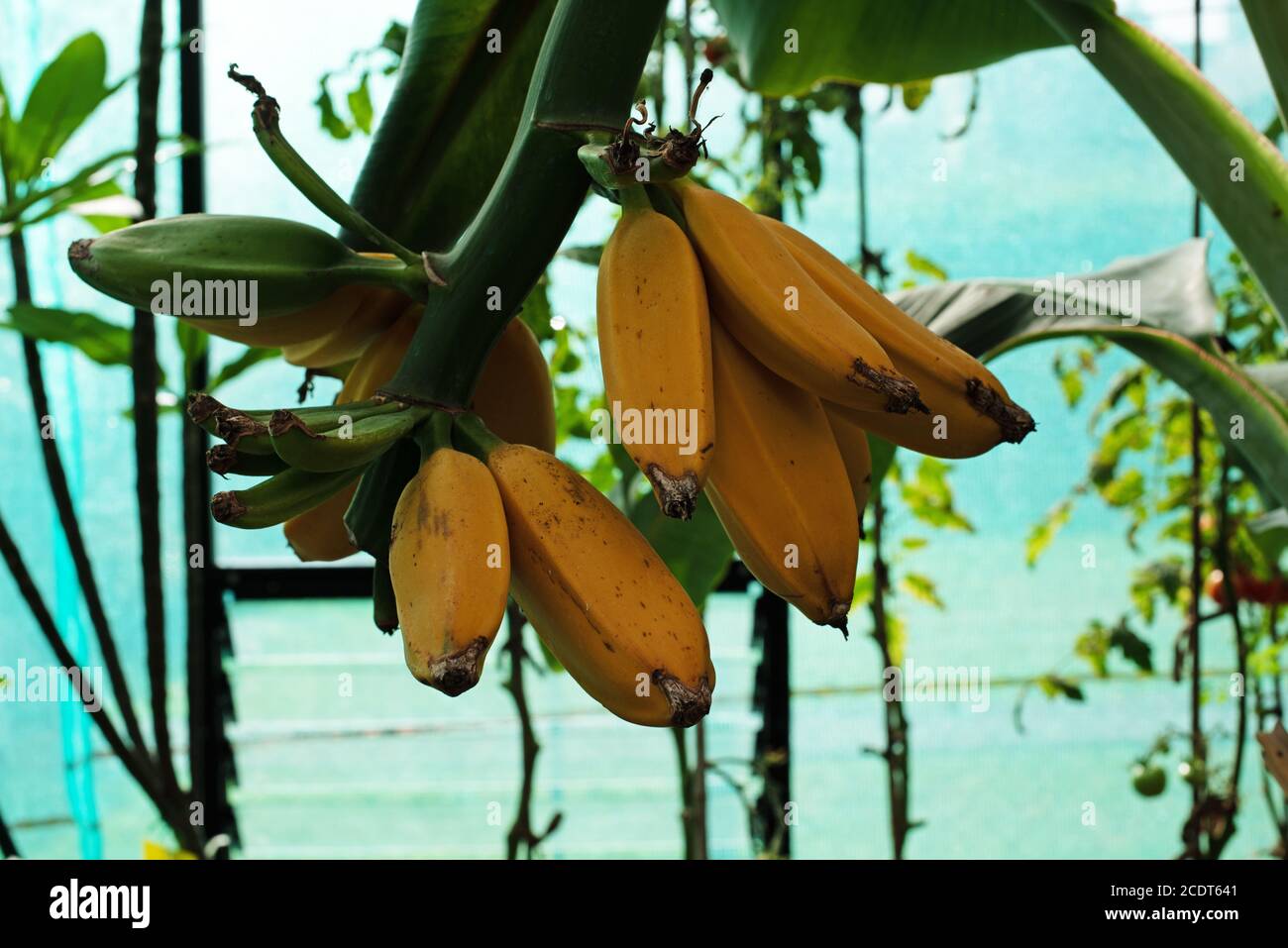 English bananas...home-grown dwarf Orinoco Stock Photo - Alamy