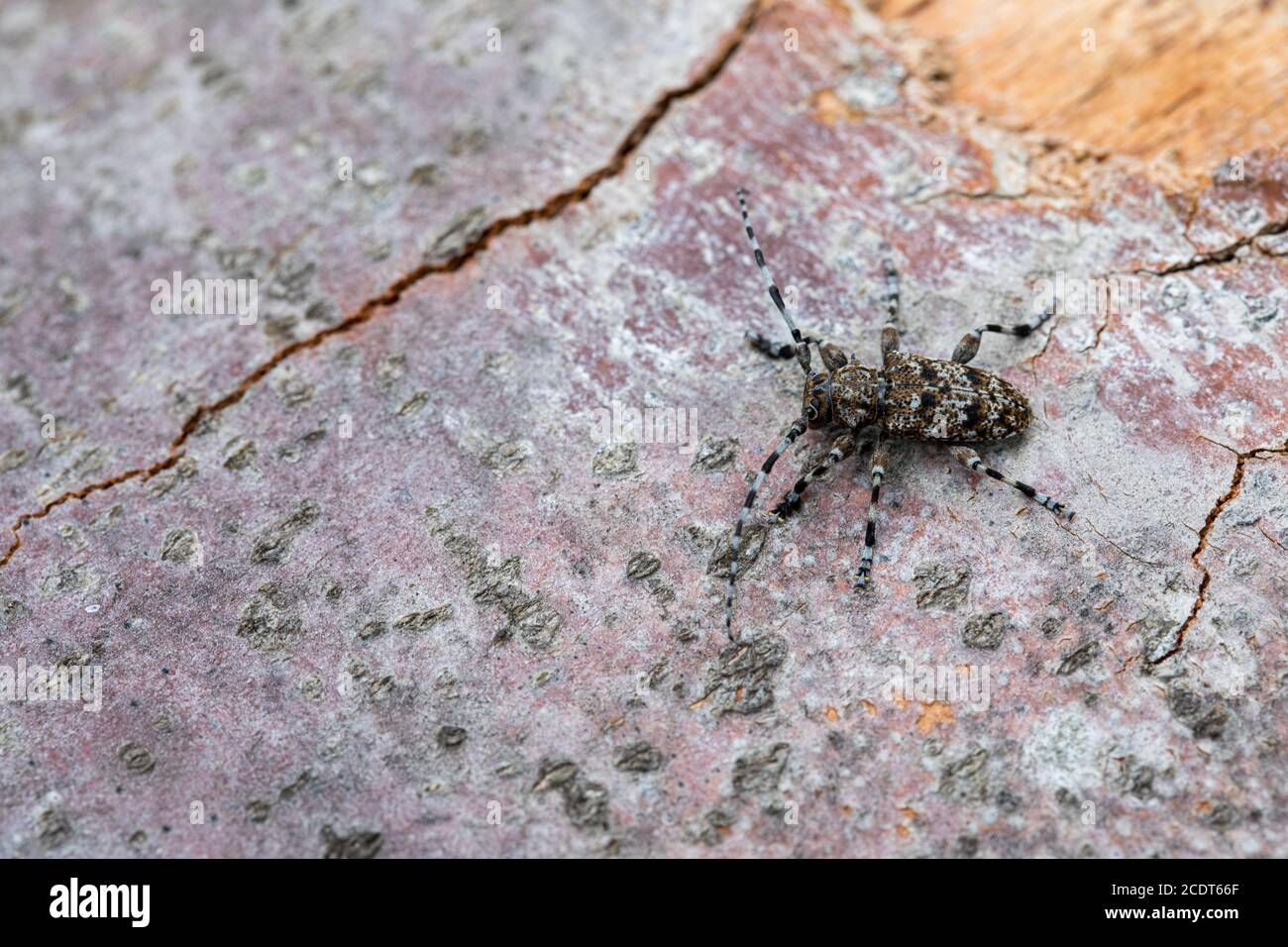 Aegomorphus clavipes sitting on a felled beech Stock Photo - Alamy