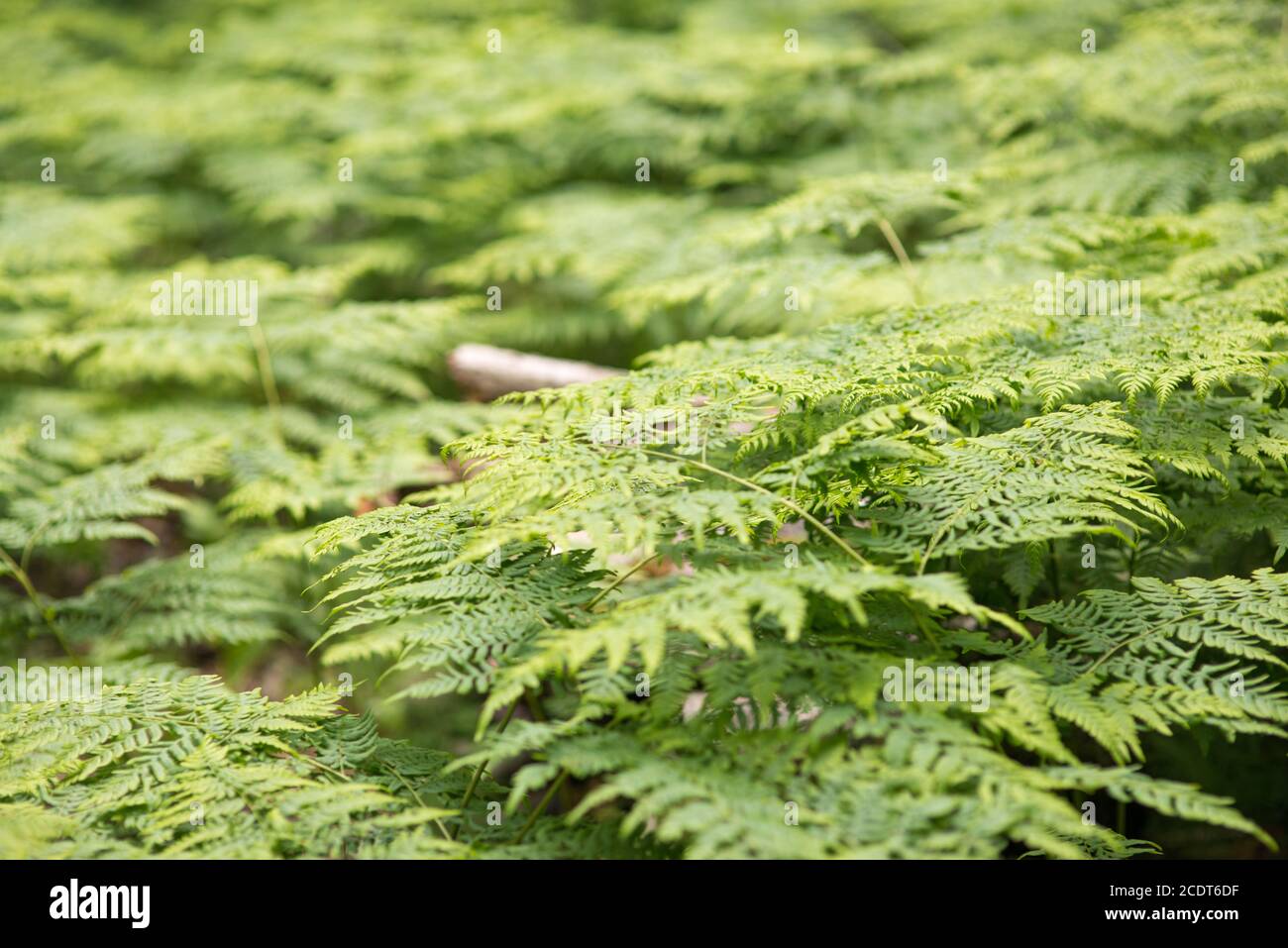 great green bush of fern in the forest Stock Photo - Alamy