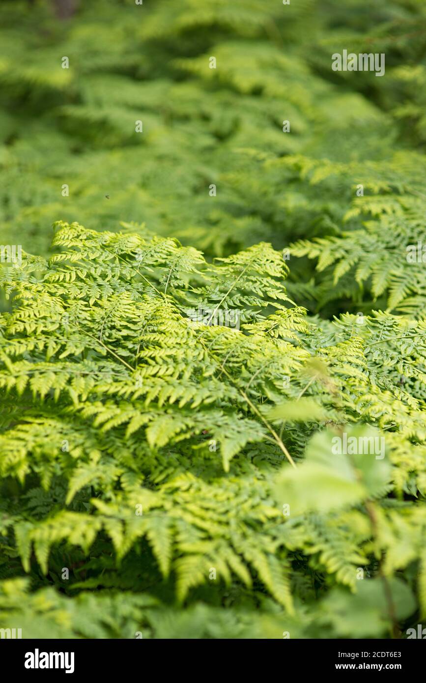 great green bush of fern in the forest Stock Photo - Alamy