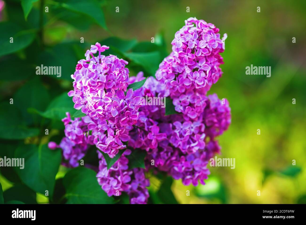 Spring lilac flowers Stock Photo - Alamy