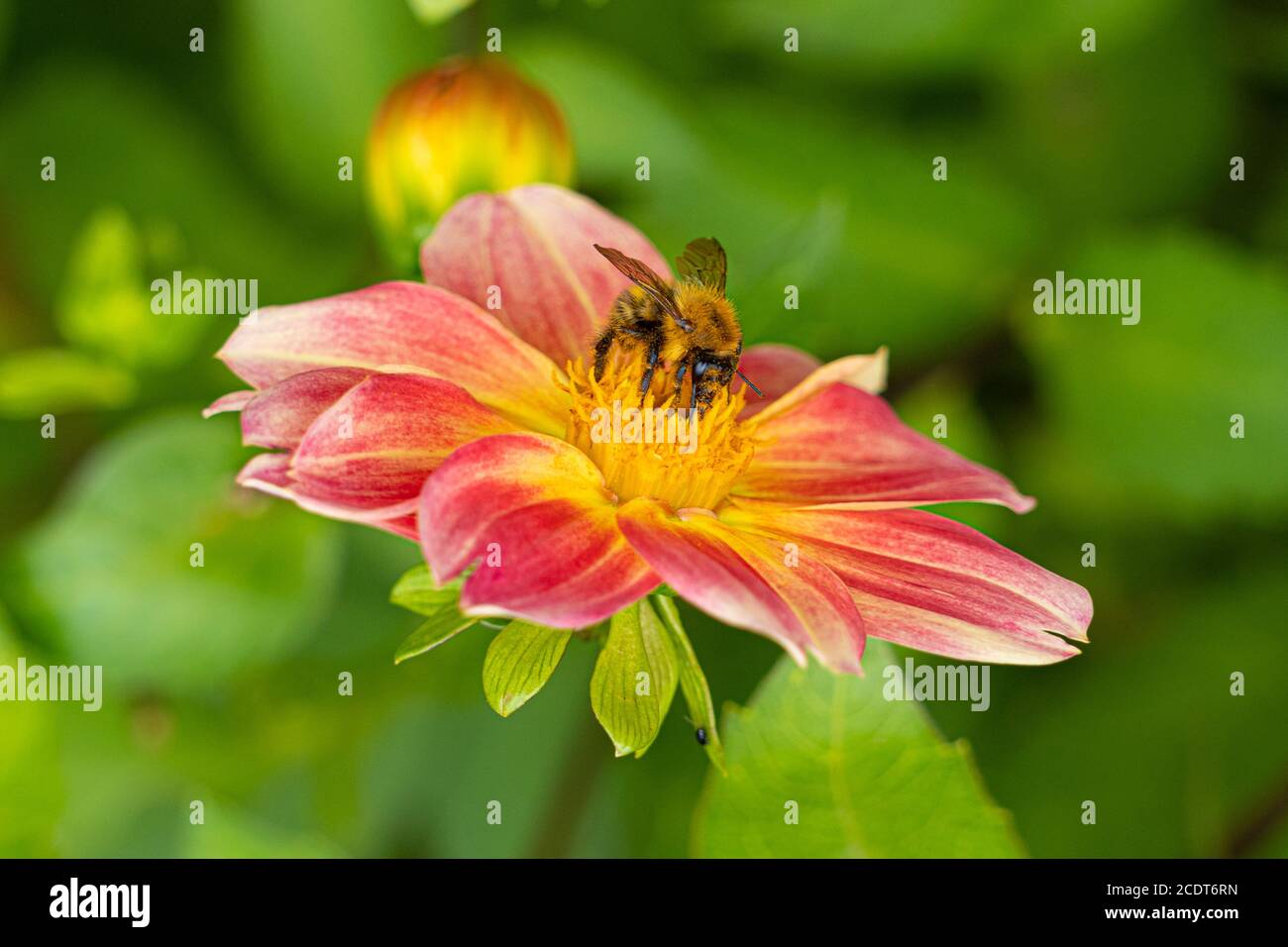 Close up Macro of Bumble Bee Pollinating British Red Purple Orange ...