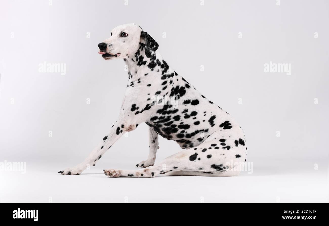 Dalmatian dog sitting on isolated side with white background Stock ...
