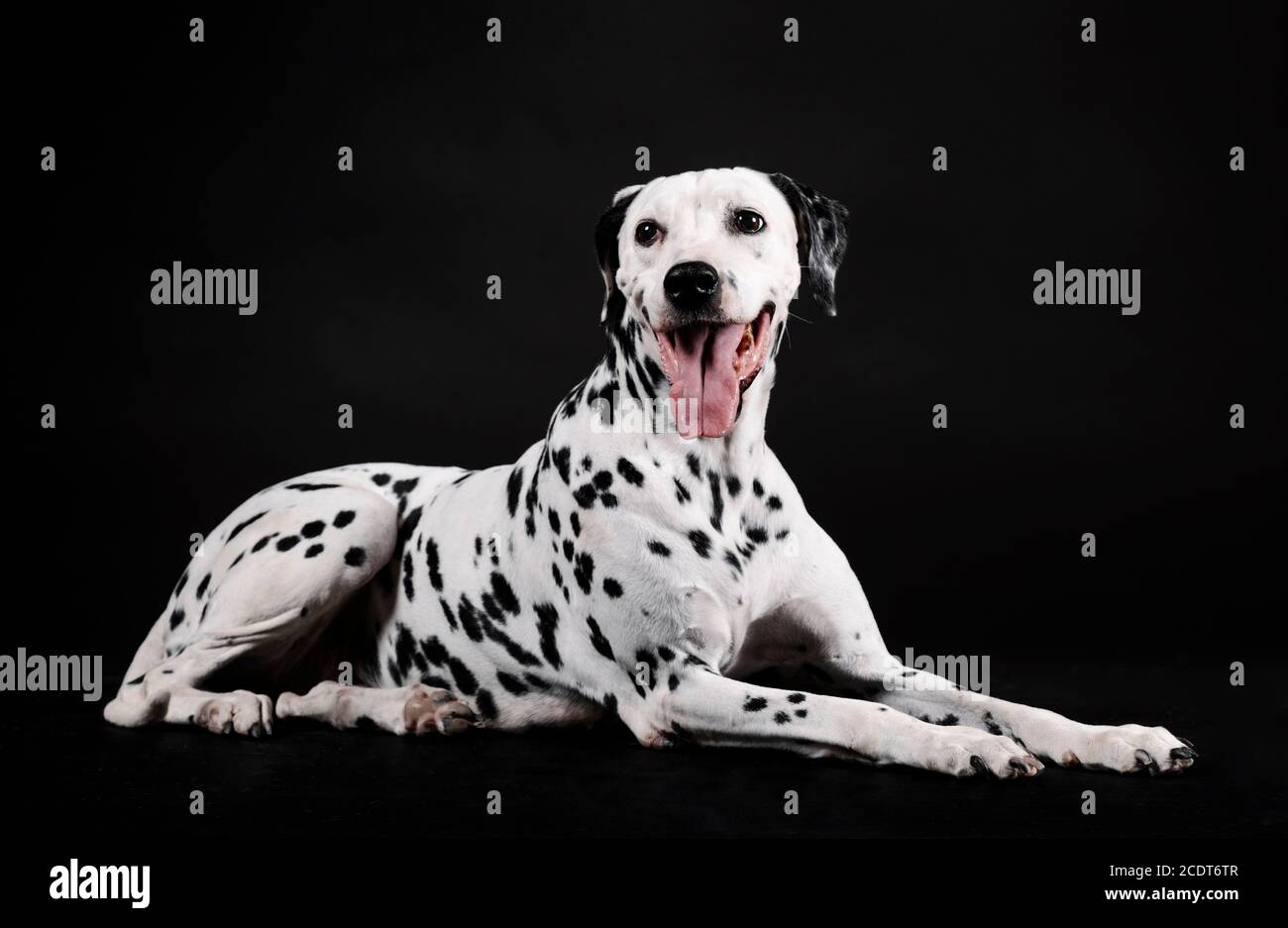 Dalmatian dog sitting facing forward isolated with black background ...