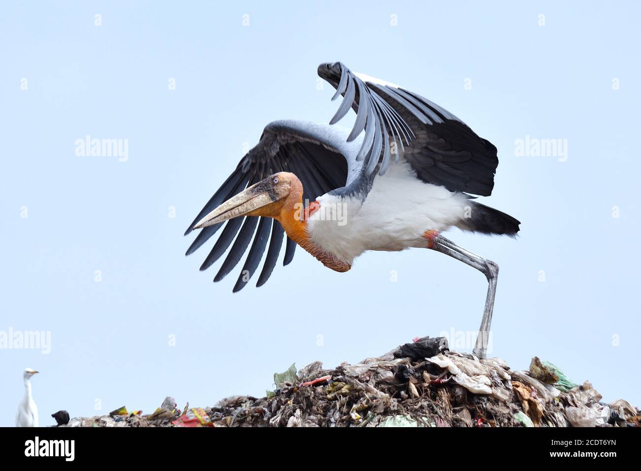 Greater Adjutant Stork Is Trying To Take Off From Garbage Dump Stock ...
