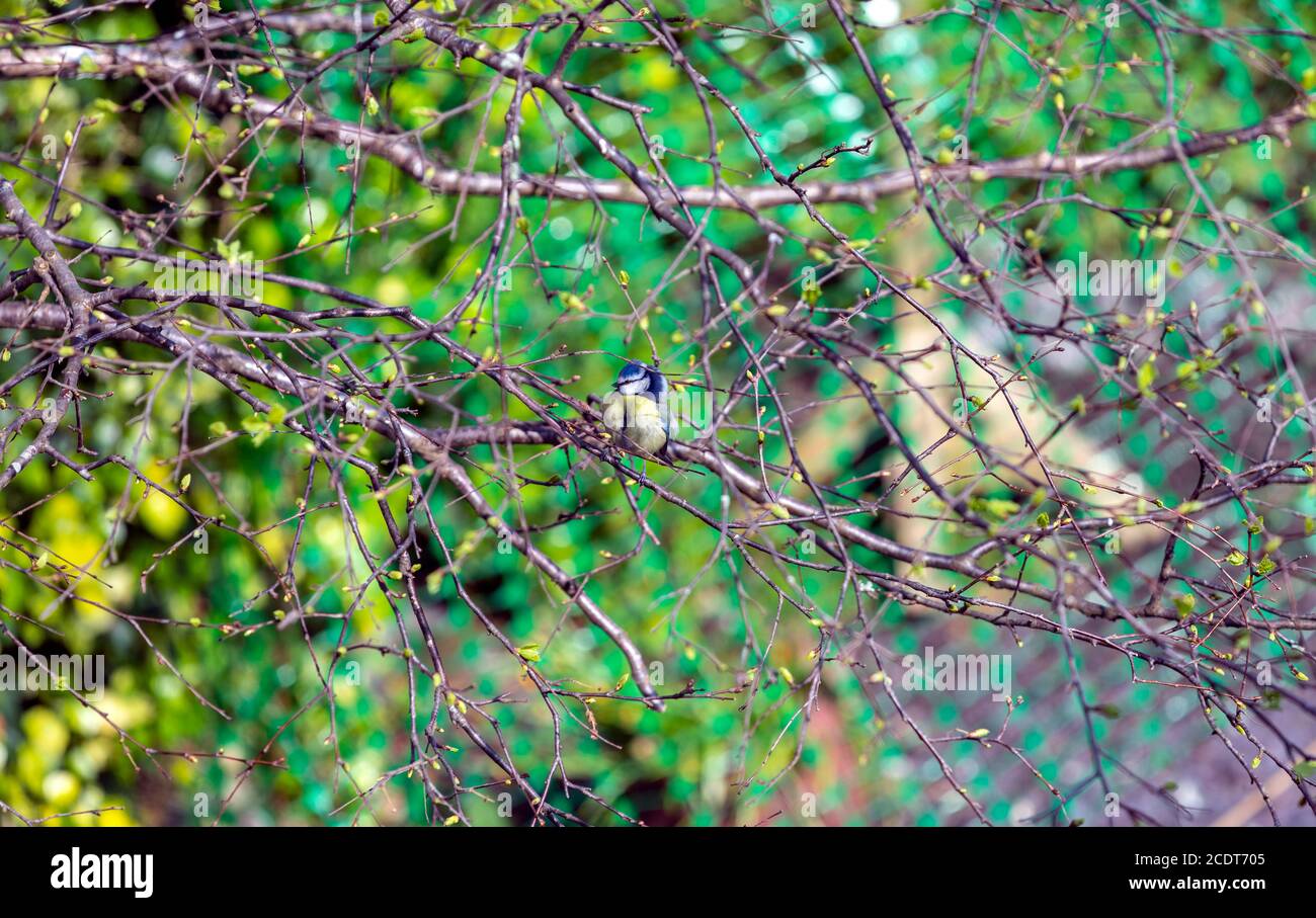 Eurasian blue tit, Cyanistes caeruleus, feathers fluffed in a birch ...