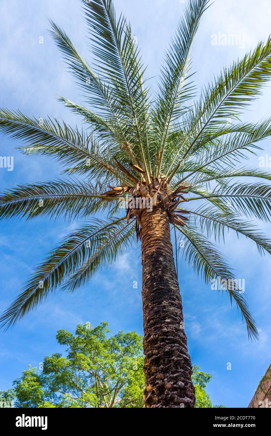 Europe palm tree hi-res stock photography and images - Alamy