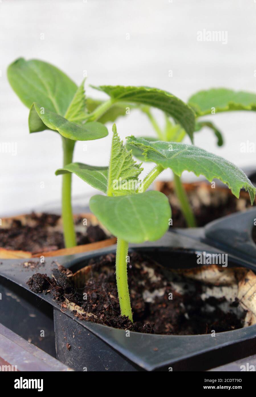 Vegetable sprouts. Close-up seedlings of cucumbers in tray Stock Photo ...