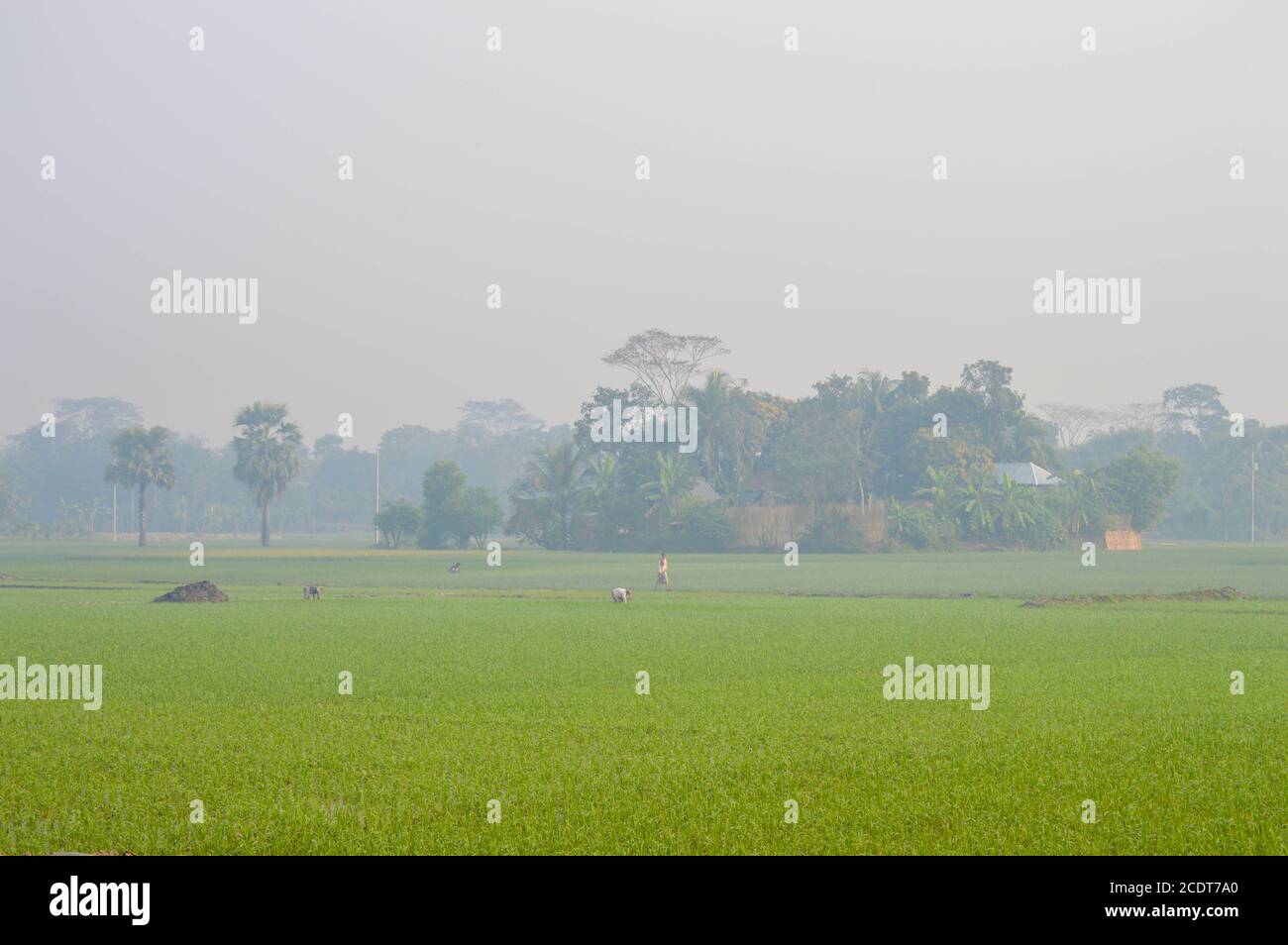 Village Scene In Rural Bangladesh High Resolution Stock Photography and ...