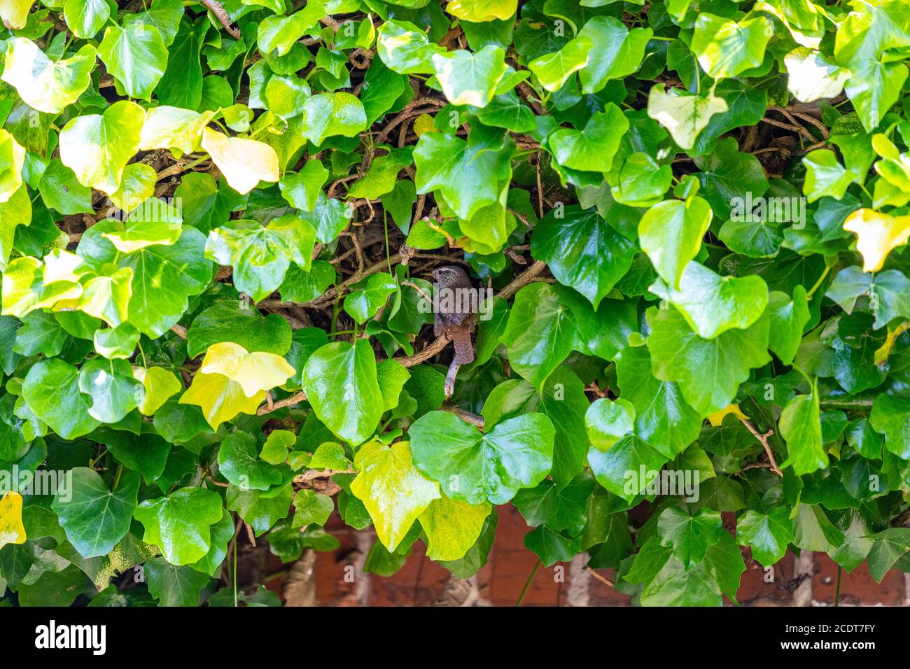 Wren ivy hi-res stock photography and images - Alamy
